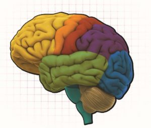 eVox Brain Map - drnashcares